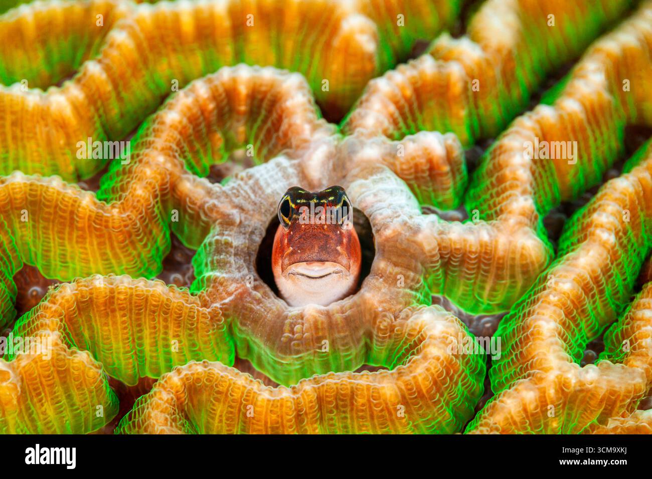 Bath's Comb-tooth, Ecsenius bathi, Mabini, Luzon, Philippine Sea ...