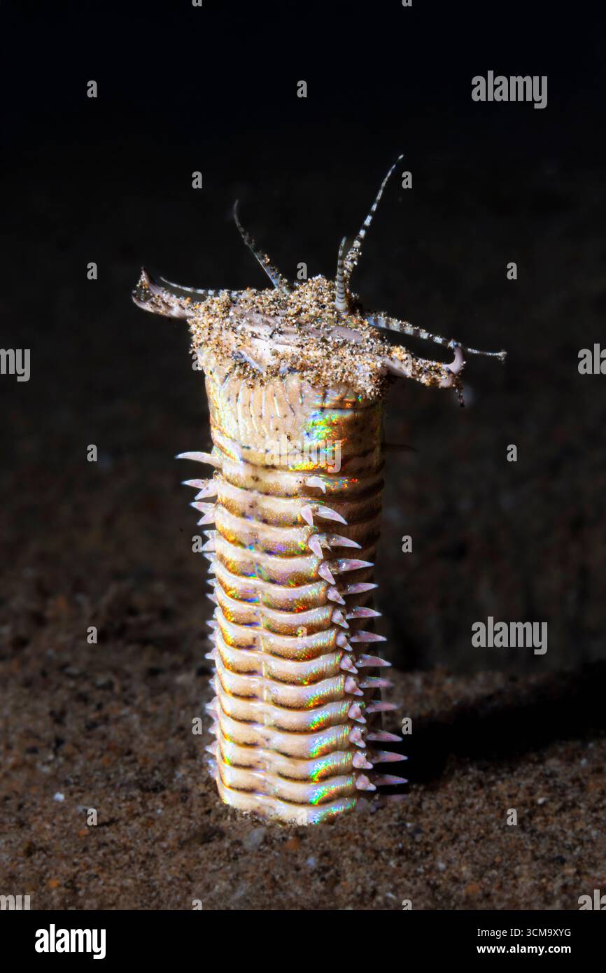 Bobbit Worm, Eunice aphroditois, Mabini, Luzon, Philippine Sea ...