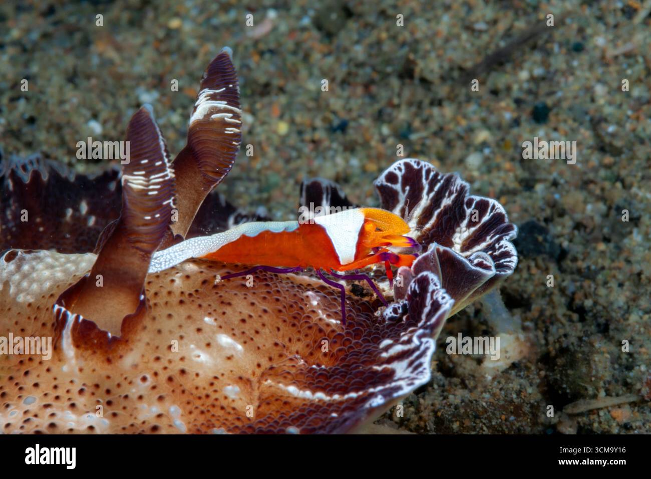 Emperor Shrimp on Nudibranch, Periclimenes imperator, Mabini, Luzon ...