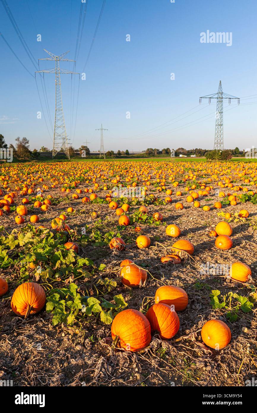 Pumpkin field in front of power line, Munich, Germany Stock Photo - Alamy