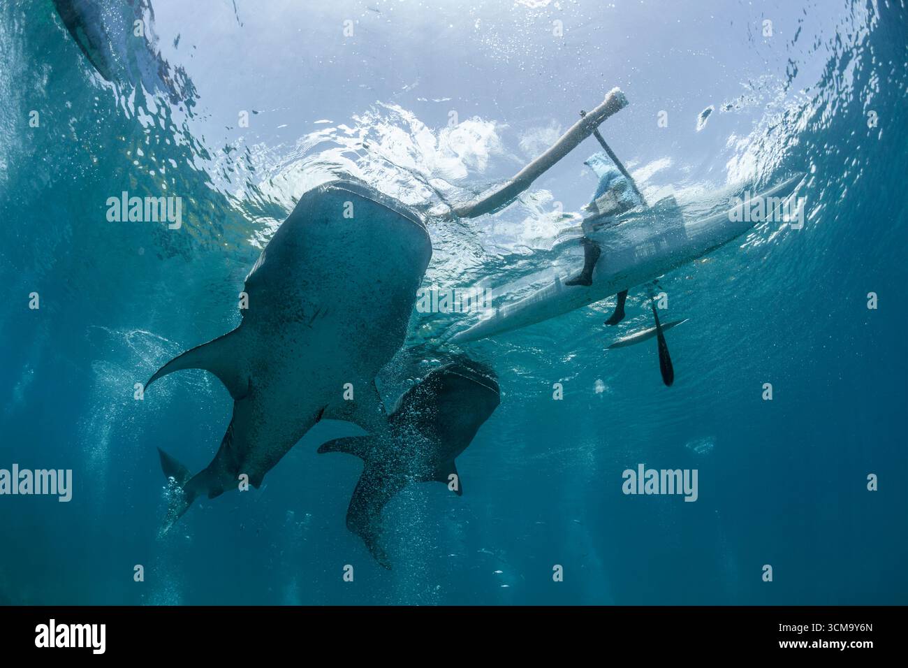 Two Whale Sharks under Bangka, Rhincodon typus, Loon, Bohol, Cebu ...