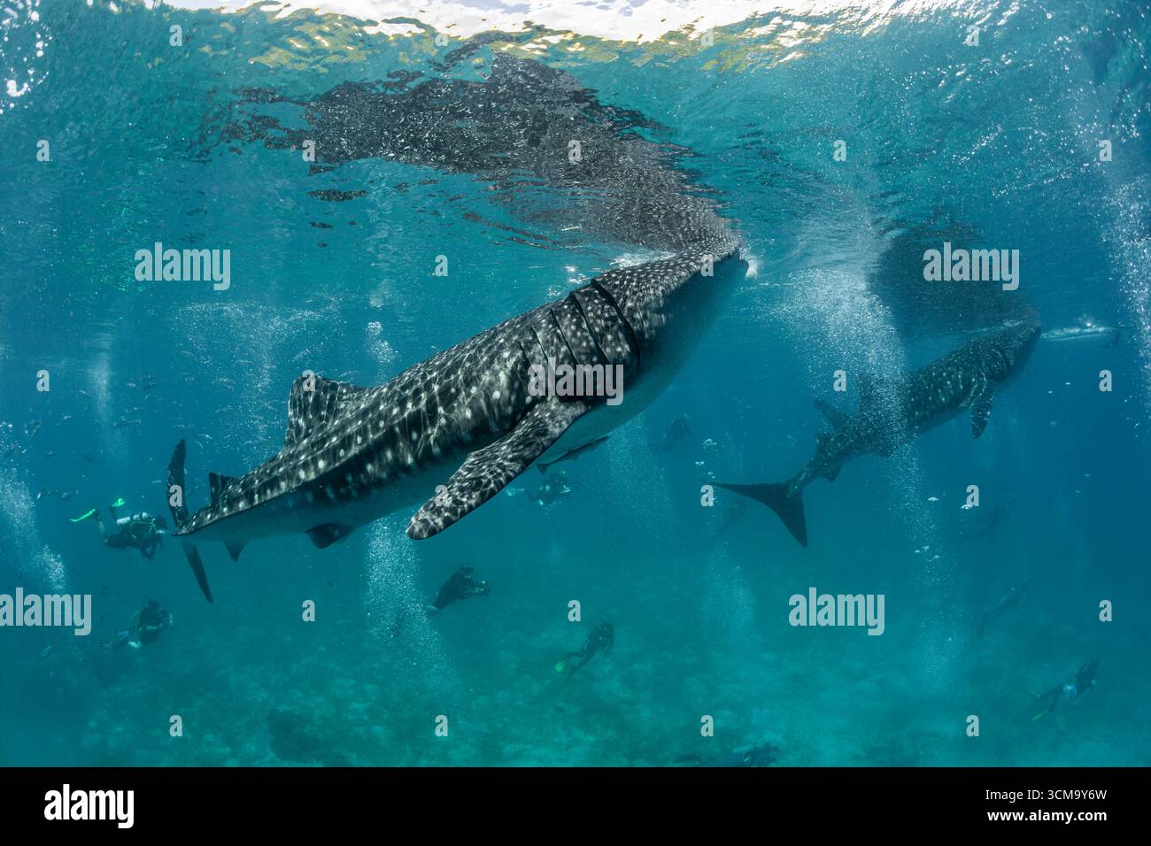 Two Whale Sharks und Scuba diver, Rhincodon typus, Loon, Bohol, Cebu ...