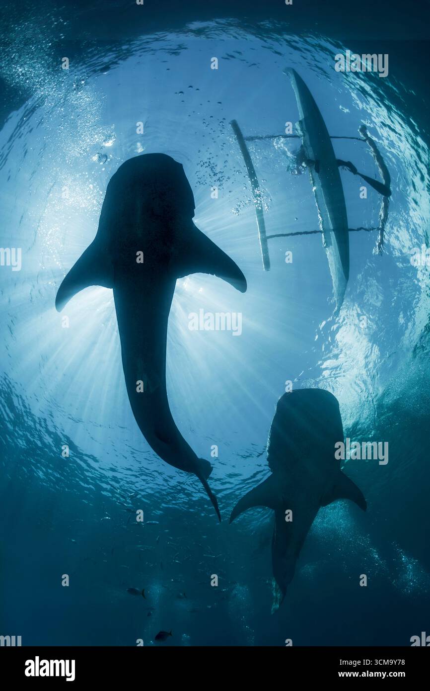 Two Whale Sharks under Bangka, Rhincodon typus, Loon, Bohol, Cebu ...