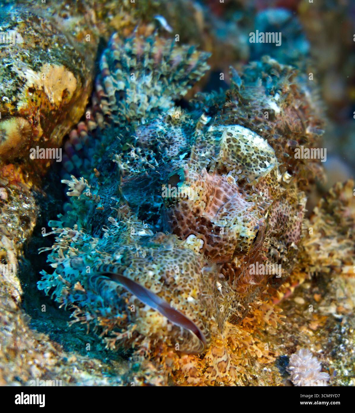 Scorpaenopsis oxycephalus - flathead scorpionfish Stock Photo - Alamy