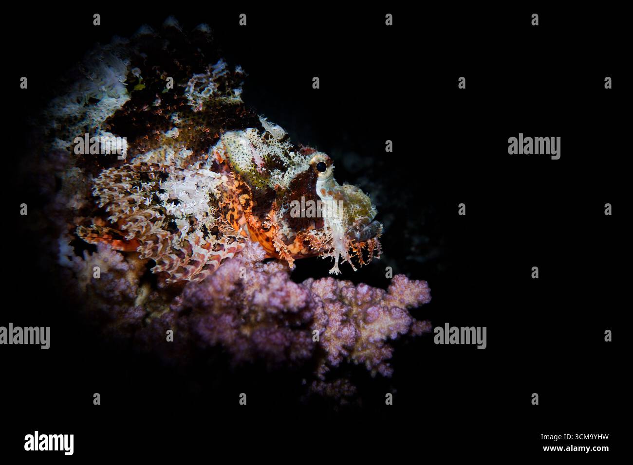 Scorpaenopsis oxycephalus - flathead scorpionfish Stock Photo - Alamy