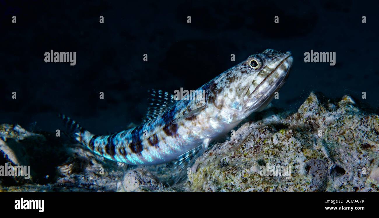 Elongated body fish hi-res stock photography and images - Alamy