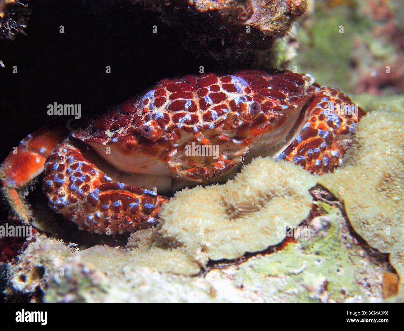 Toxic reef crab hi-res stock photography and images - Alamy