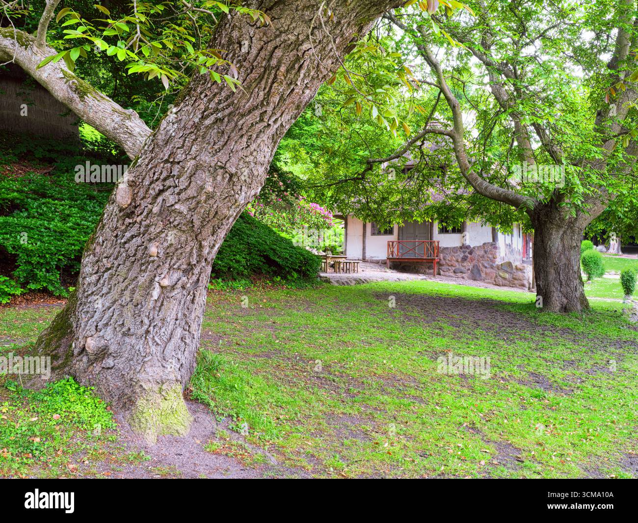 Thatched swiss hut behind walnut tree hi-res stock photography and ...