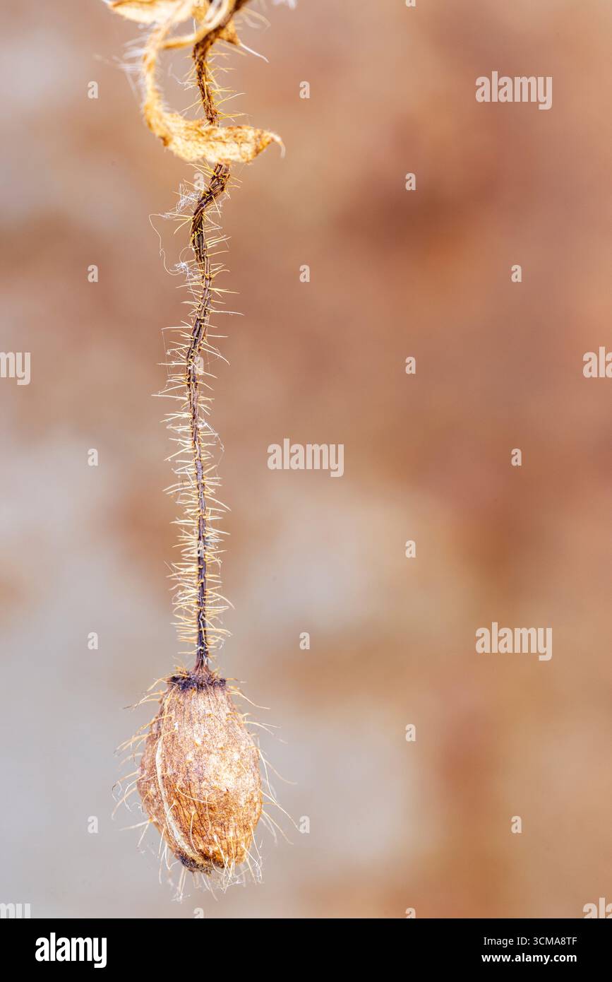 Dry poppy seed capsule with seeds Stock Photo - Alamy