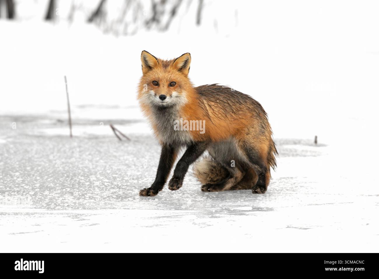 Red Fox (Vulpes vulpes) on a snow and ice-covered fresh water pond ...