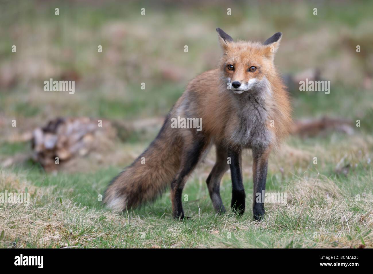 Red Fox (Vulpes vulpes). May in Acadia National Park, Maine, USA Stock Photo - Alamy