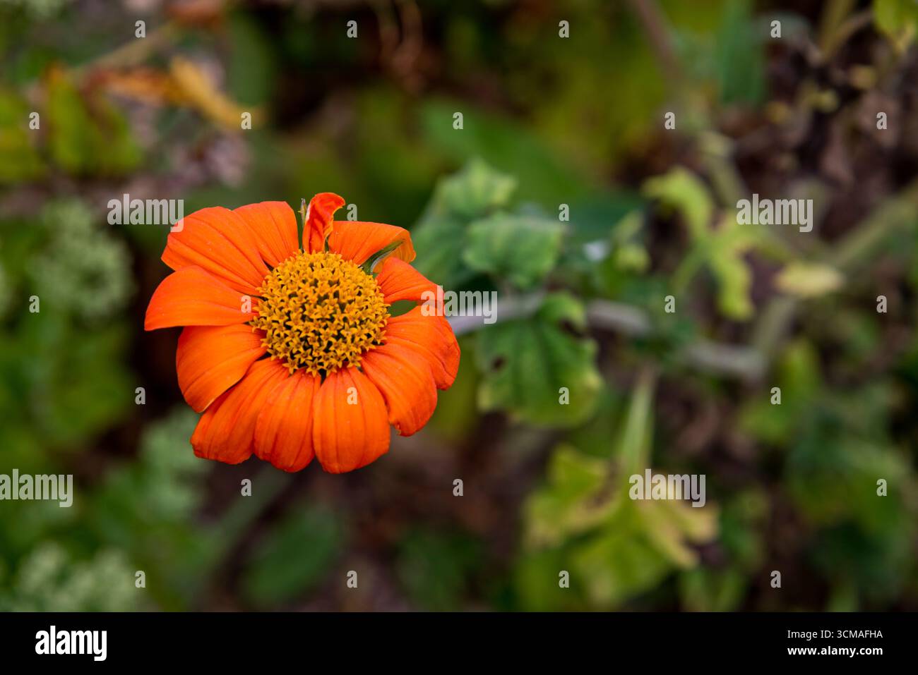 Tithonia rotundifolia 'Torch' Stock Photo - Alamy