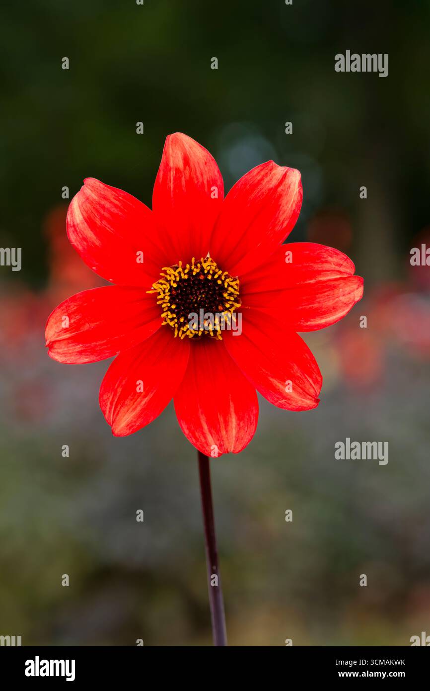 Large perennial bed flowers hi-res stock photography and images - Alamy