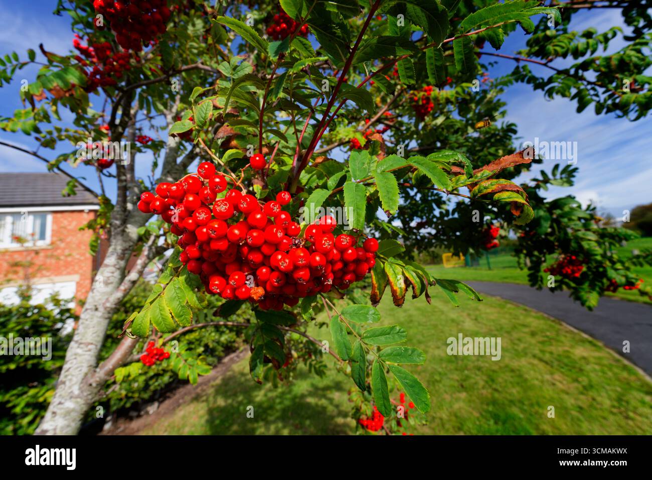 Bright red berries of a Rowan tree, also known as Mountain Ash Stock ...