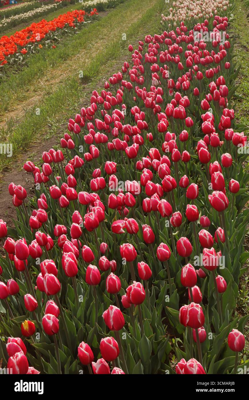 A flowerbed filled with Roman Empire Tulip flowers beginning to open ...