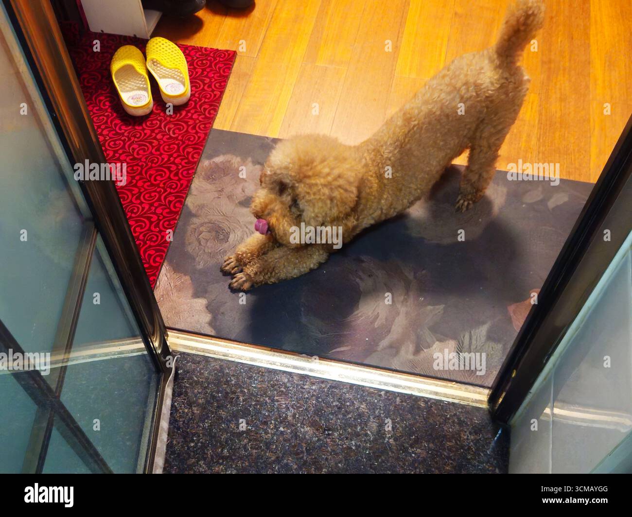 13-year-old Poodle Dog Stretching on Entry Mat at Home Stock Photo - Alamy