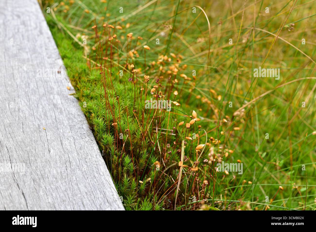 Macro close-up of vibrant green moss with visible spore capsules ...