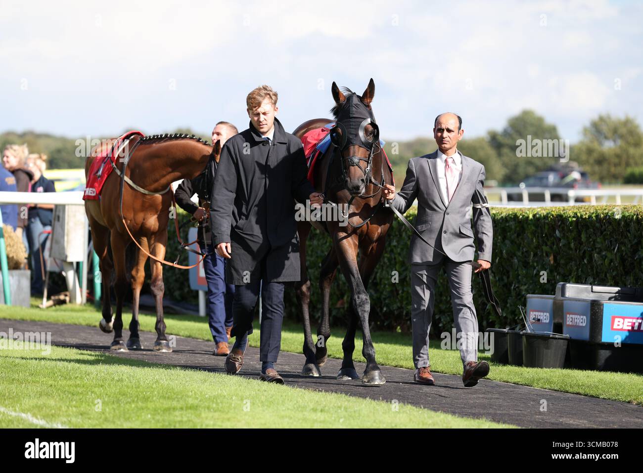 Sweet william horse racing hi-res stock photography and images - Alamy