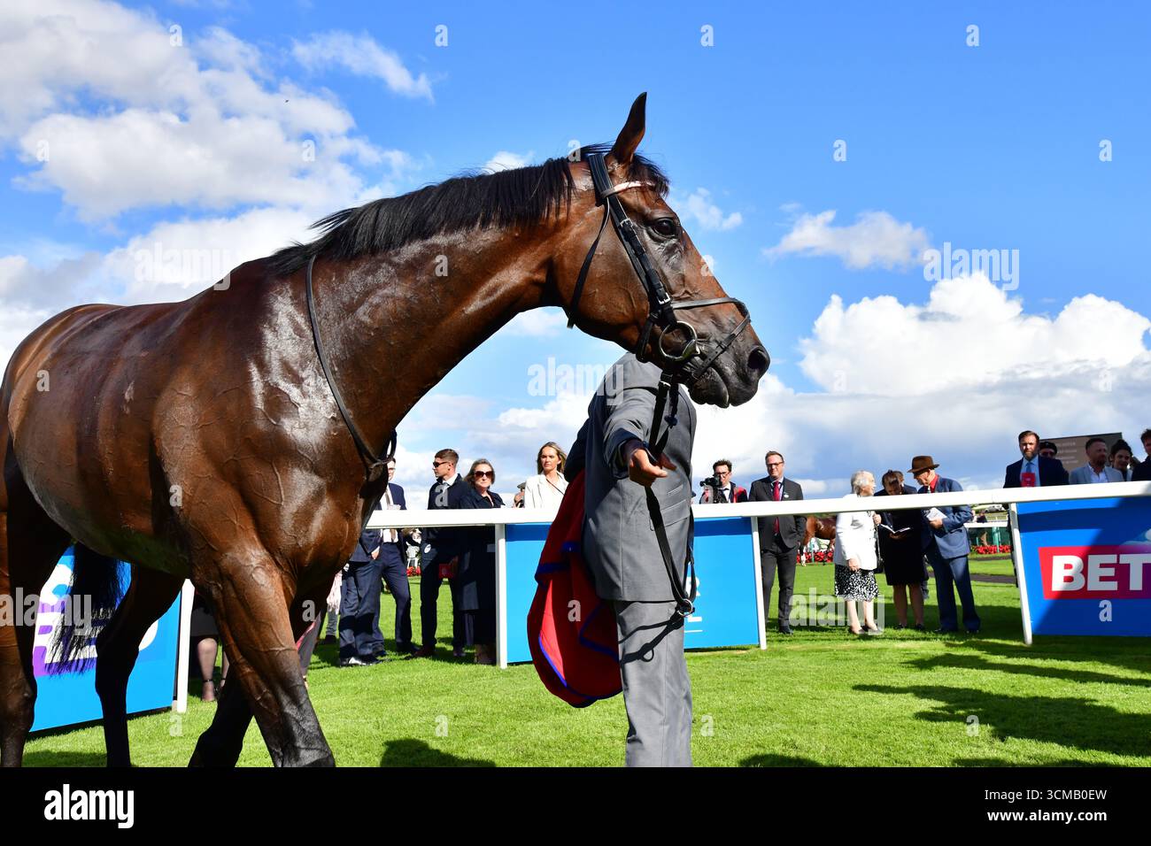 Sweet william horse racing hi-res stock photography and images - Alamy
