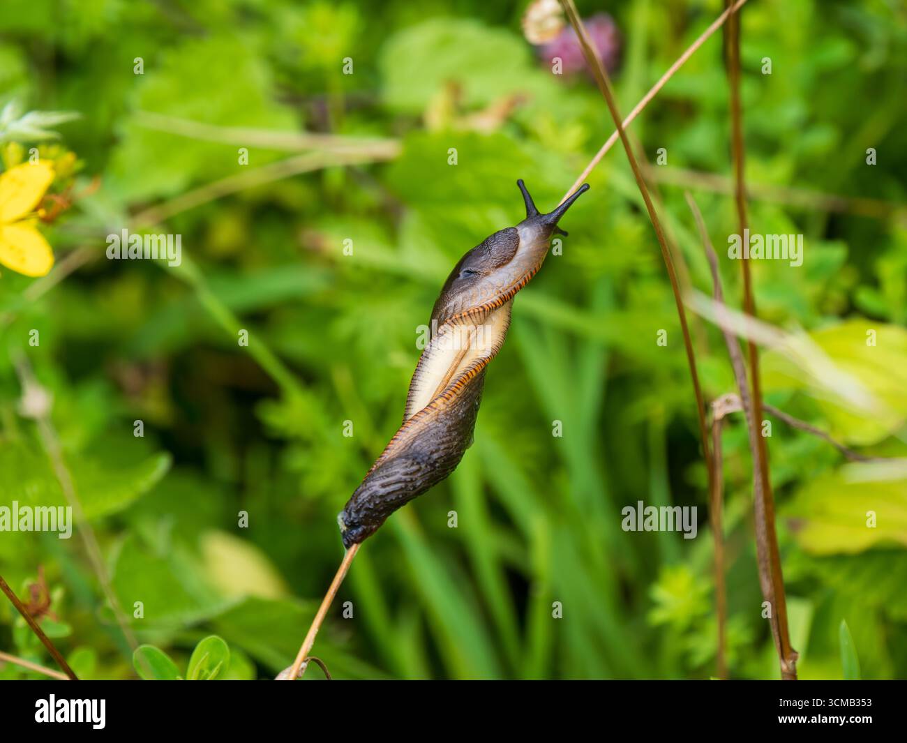 Black Slug on a Grass Stem Stock Photo - Alamy