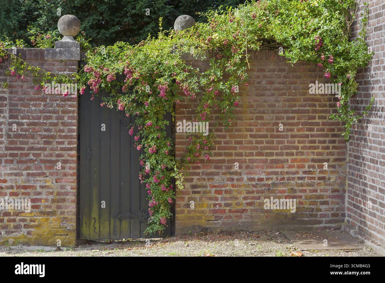 Old brick wall with a dark wooden gate, surrounded by climbing roses ...