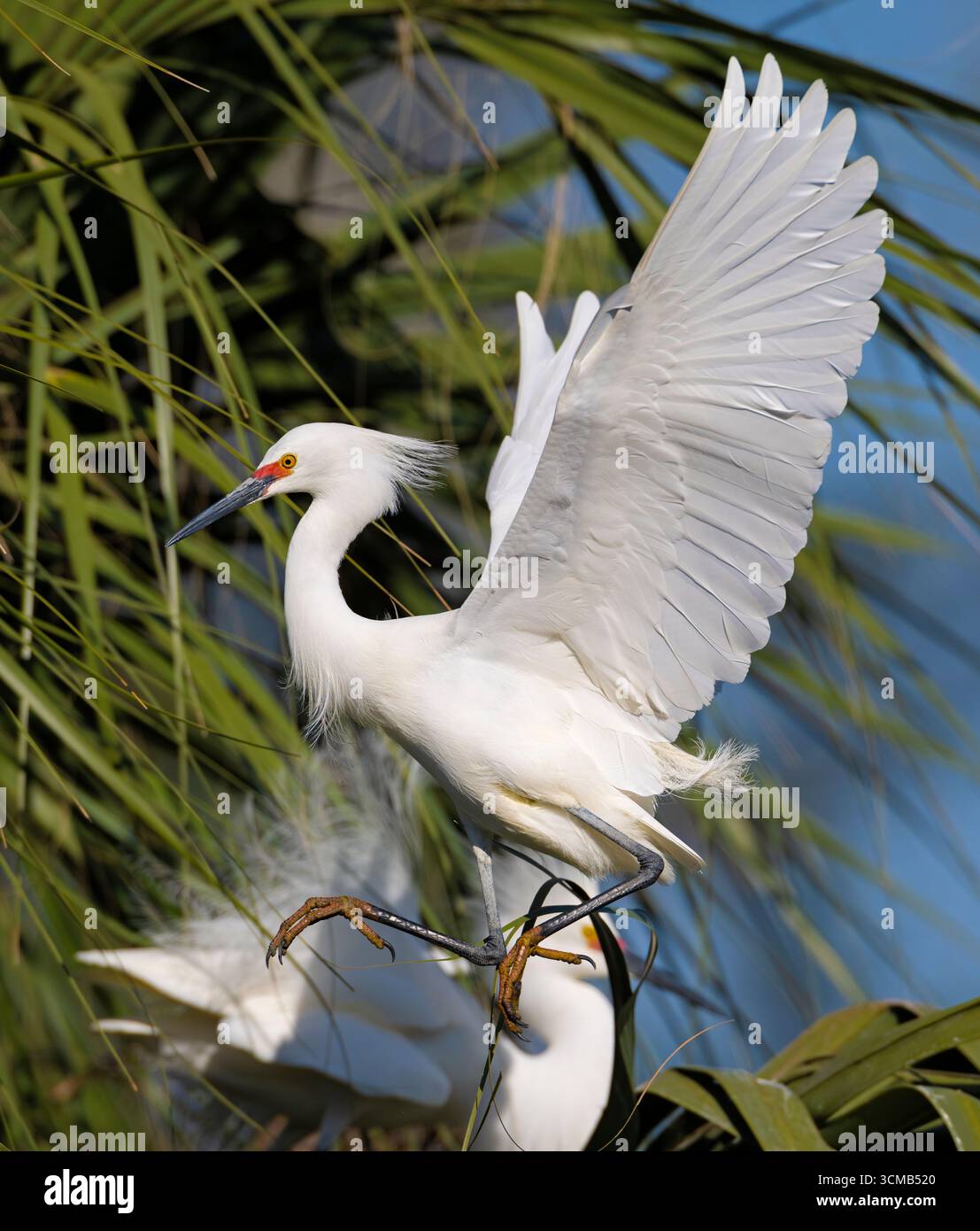 Snowy Egret (Egretta thula) in mating plumage. March at a rookery in St ...