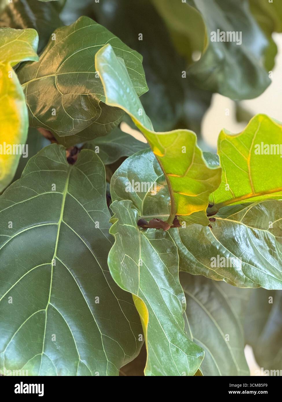 Fiddle leaf fig leaves with prominent veins and glossy texture ...