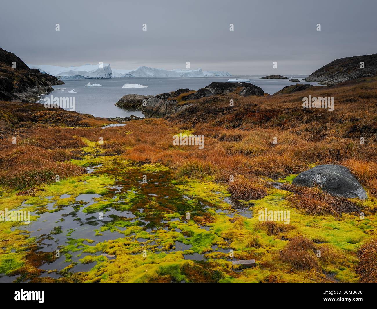 Colorful moss and grass in Arctic tundra with icebergs floating in the ...