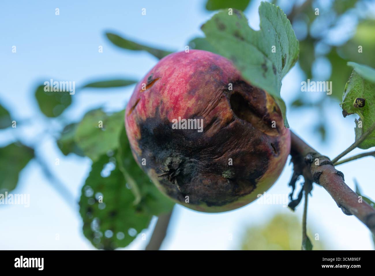Close-up of rotten apple with dark spots on tree branch Stock Photo - Alamy