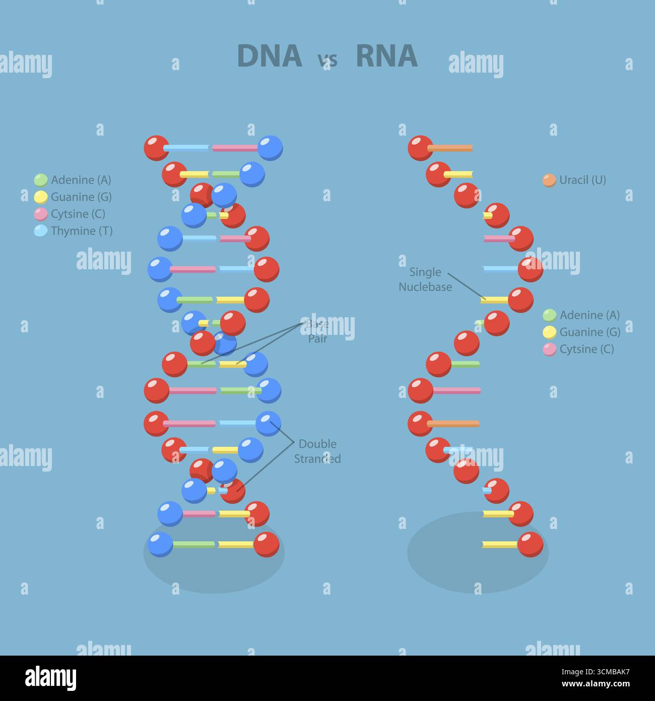3D Isometric Flat Illustration of DNA Vs RNA, Deoxyribonucleic and ...