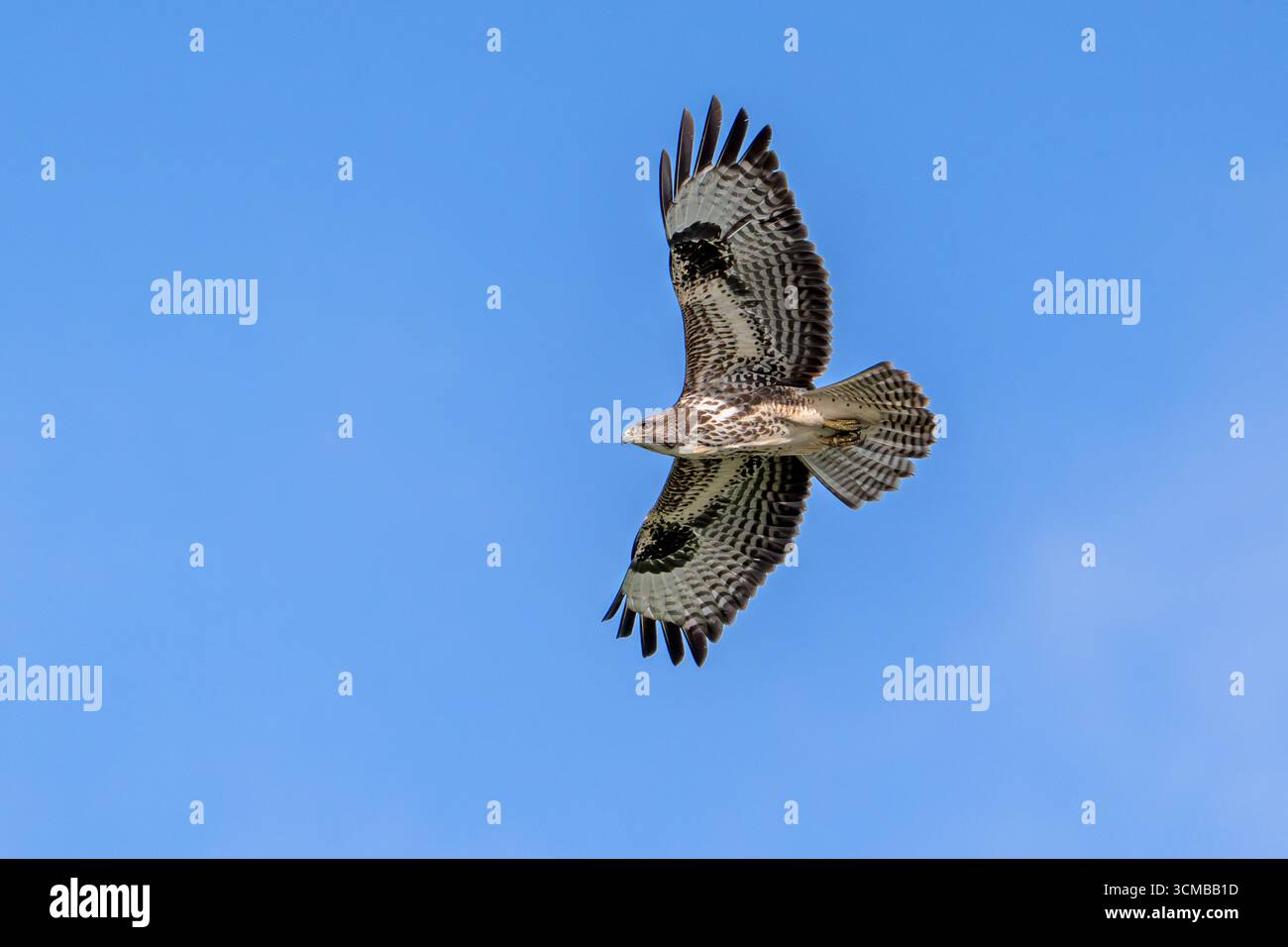 Common buzzard (Buteo buteo) in flight soaring against blue sky Stock ...