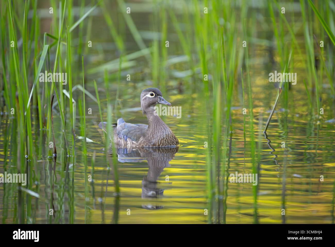 Female Wood Duck (Aix sponsa). June in Acadia National Park, Maine, USA ...