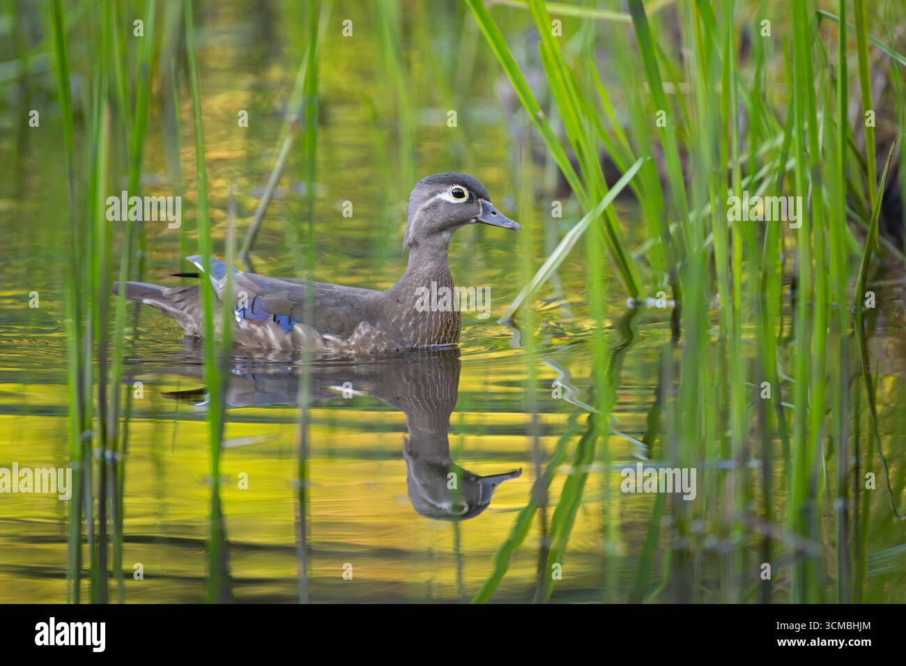 Female Wood Duck (Aix sponsa). June in Acadia National Park, Maine, USA ...