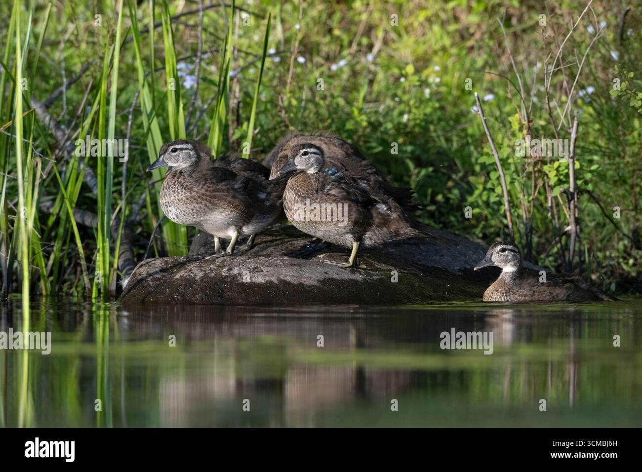 Wood Duck (Aix sponsa) ducklings. June in Acadia National Park, Maine ...