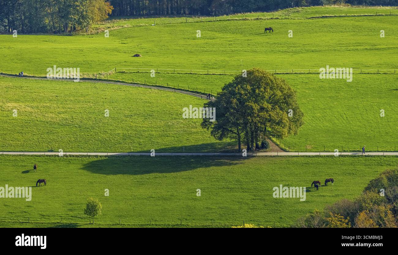 Aerial view, tree in the field, horses in the pasture, Haspe, Hagen ...