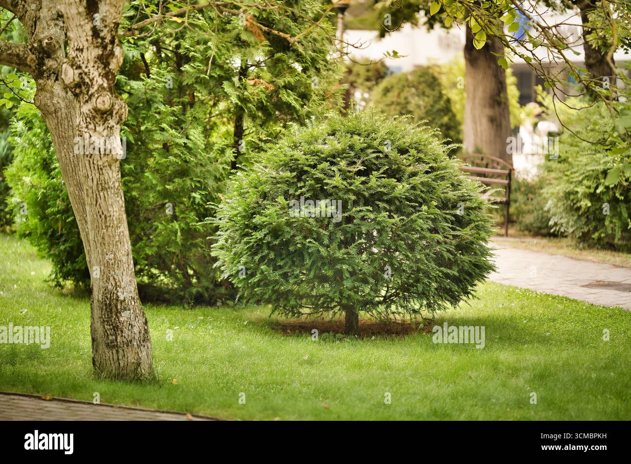 Thuja occidentalis danica bush in the garden. Decorative thuja for ...