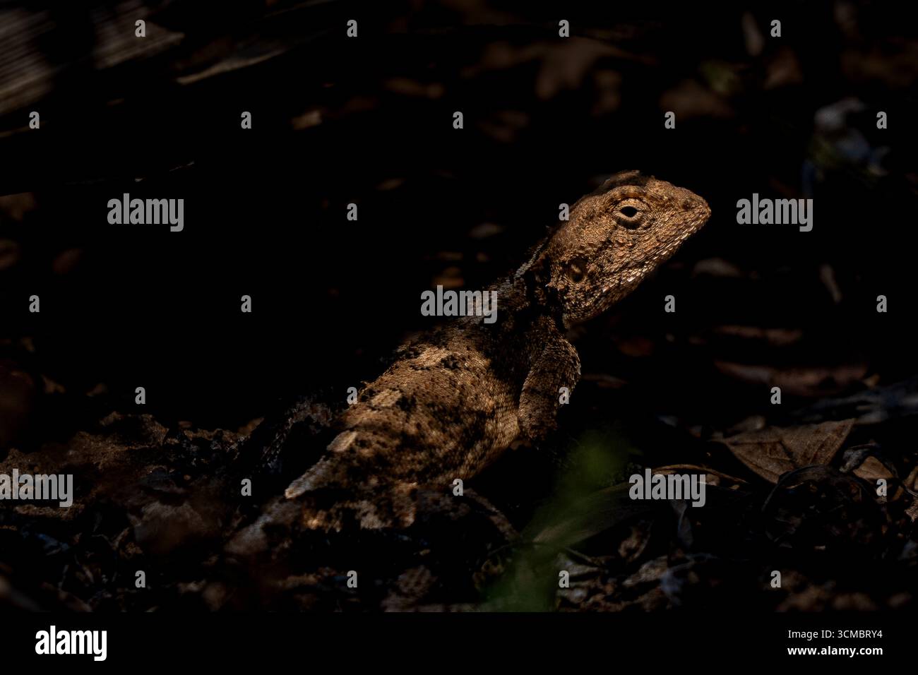 Lizard camouflaged against the dry forest floor in Mozambique Stock ...