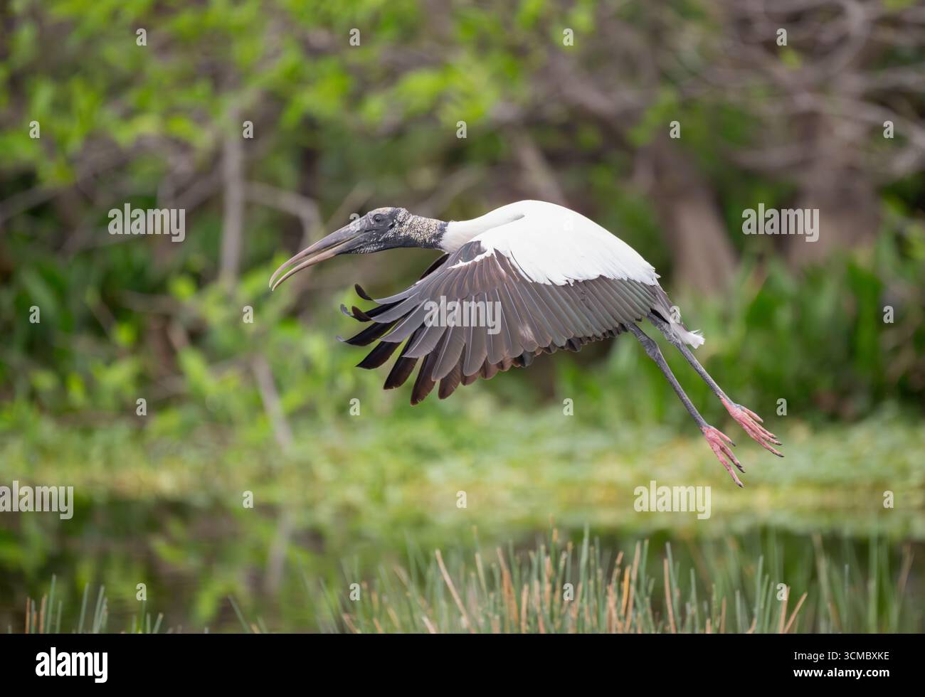 Wood Stork (Mycteria americana). Rookery at Wakodahatchee Wetlands ...