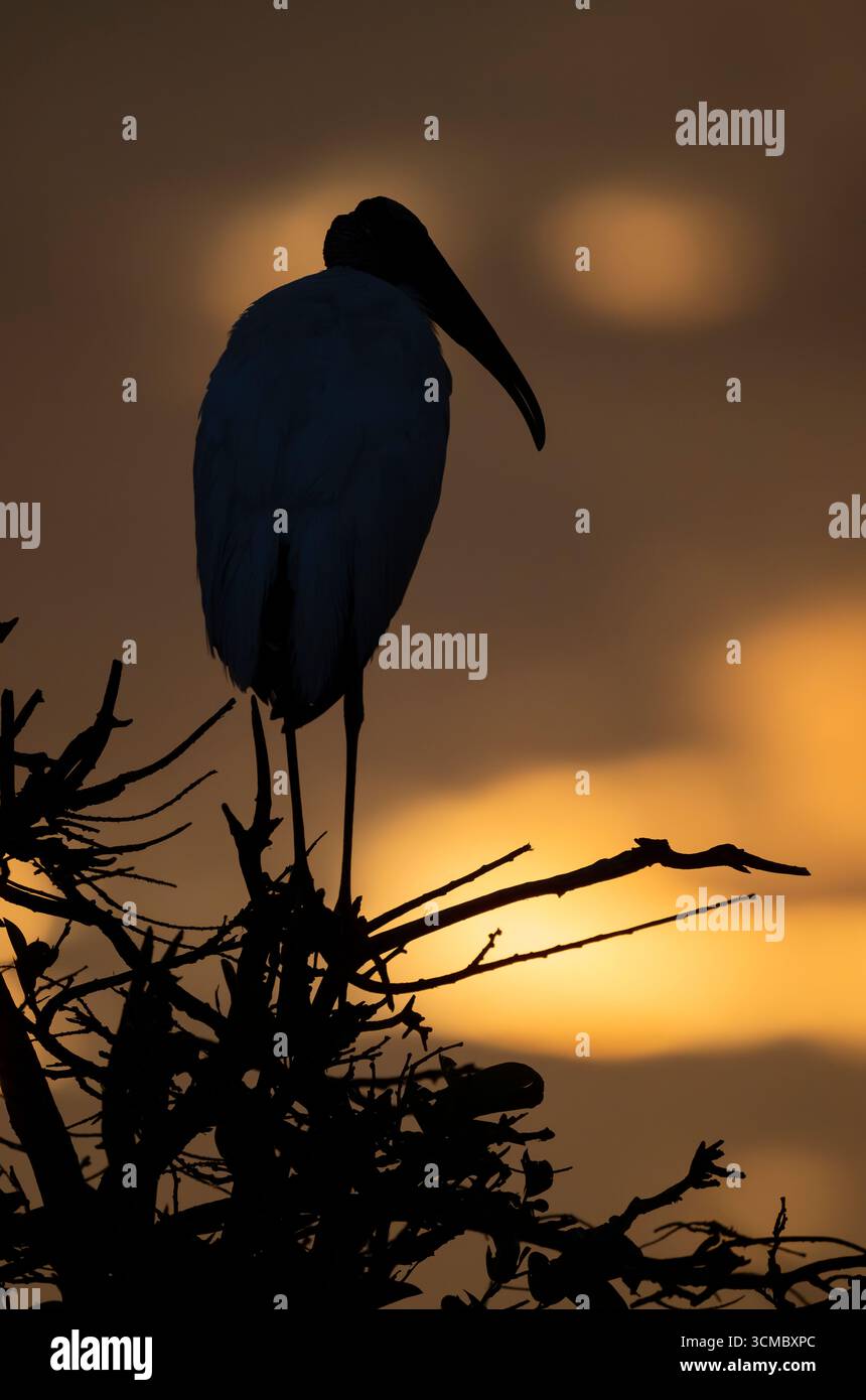 Wood Stork (Mycteria americana). Rookery at Wakodahatchee Wetlands ...