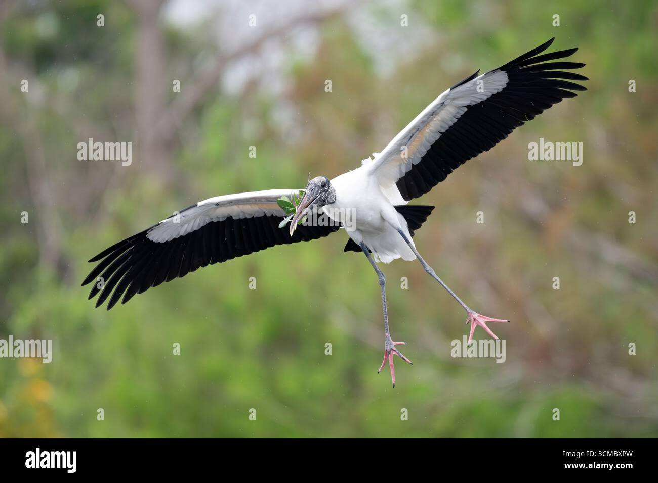 Wood Stork (Mycteria americana). Rookery at Wakodahatchee Wetlands ...