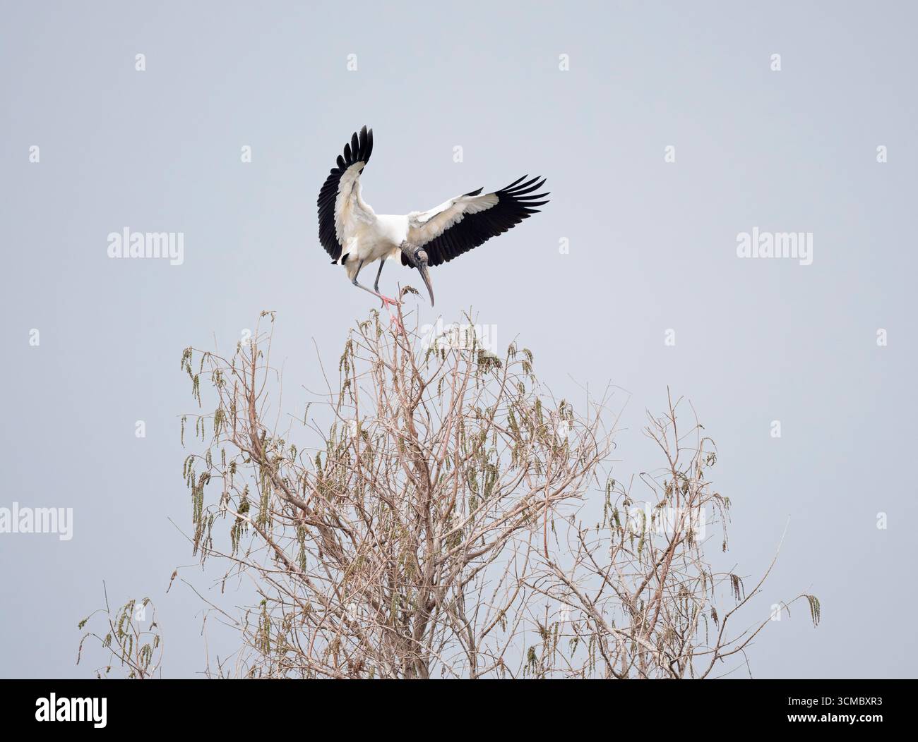 Wood Stork (Mycteria americana). Rookery at Wakodahatchee Wetlands ...