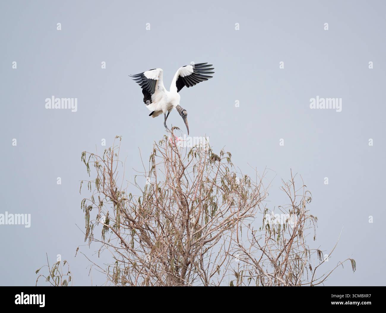 Wood Stork (Mycteria americana). Rookery at Wakodahatchee Wetlands ...