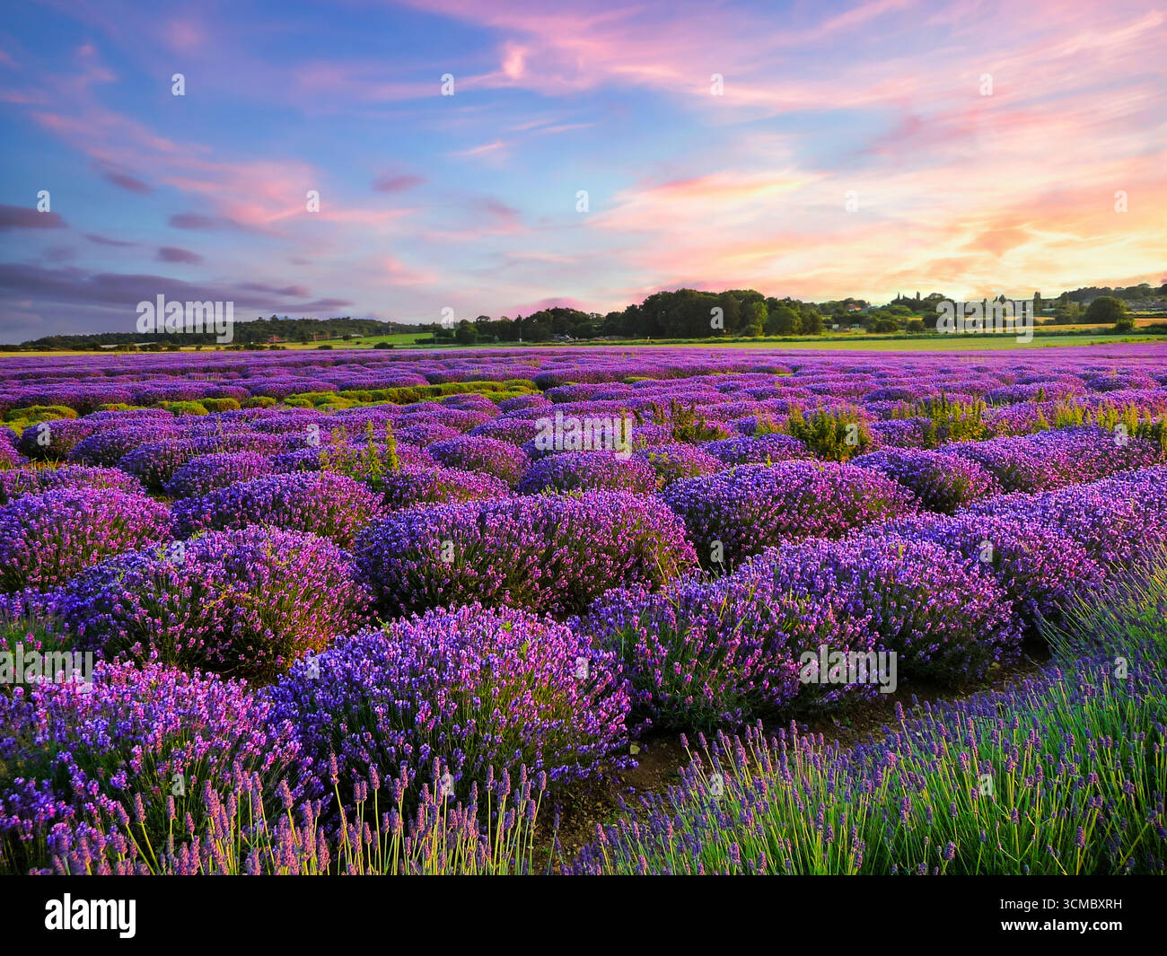 Aerial view of lavender fields in valensole, france hi-res stock photography and images - Alamy