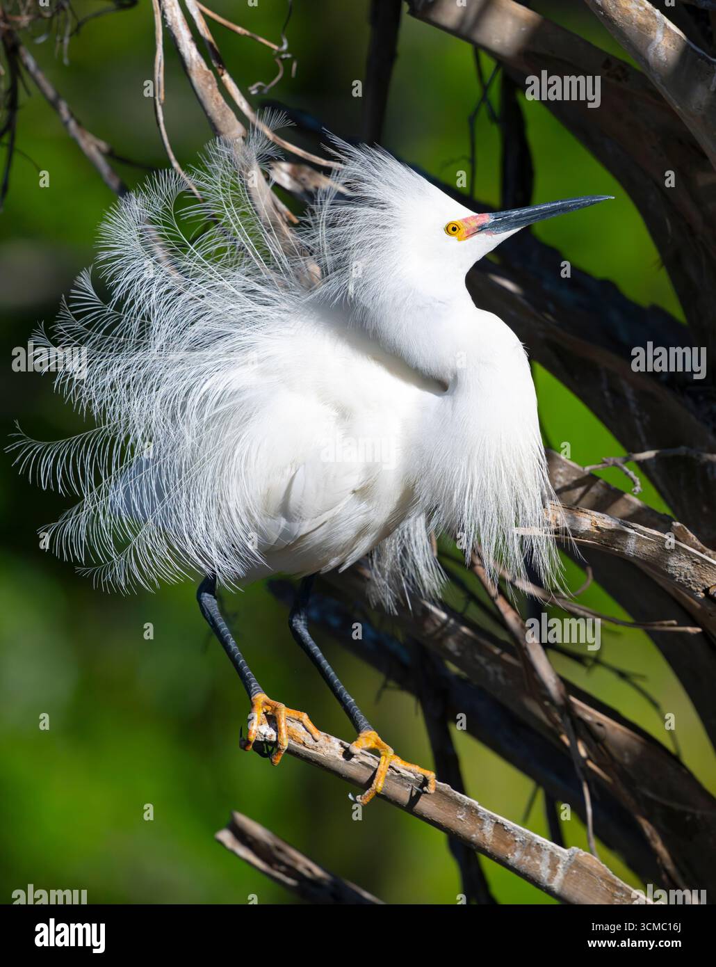 Snowy Egret (Egretta thula) in mating plumage. March at a rookery in St ...