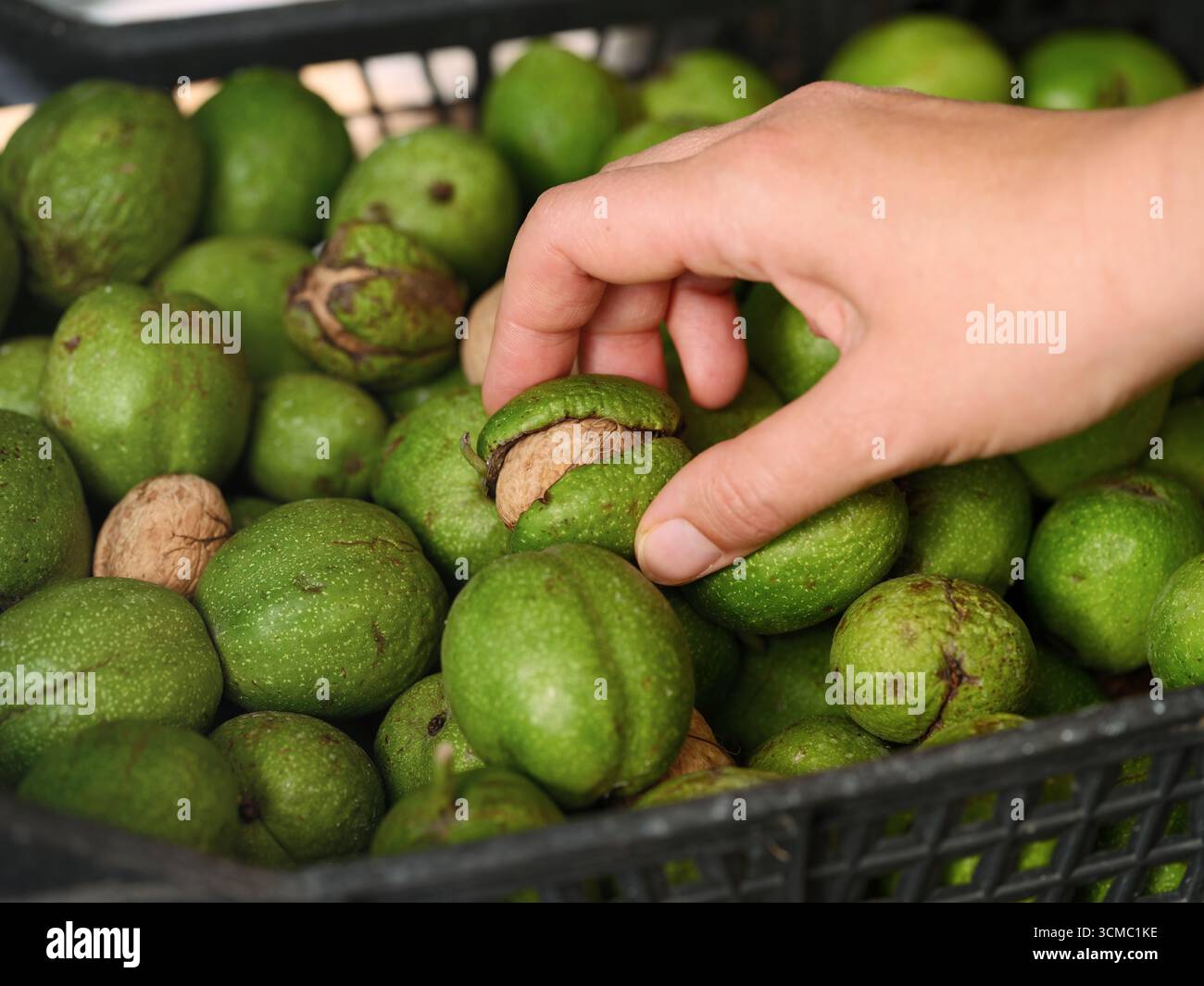 A woman taking a freshly harvested walnut from a crate of other walnuts ...