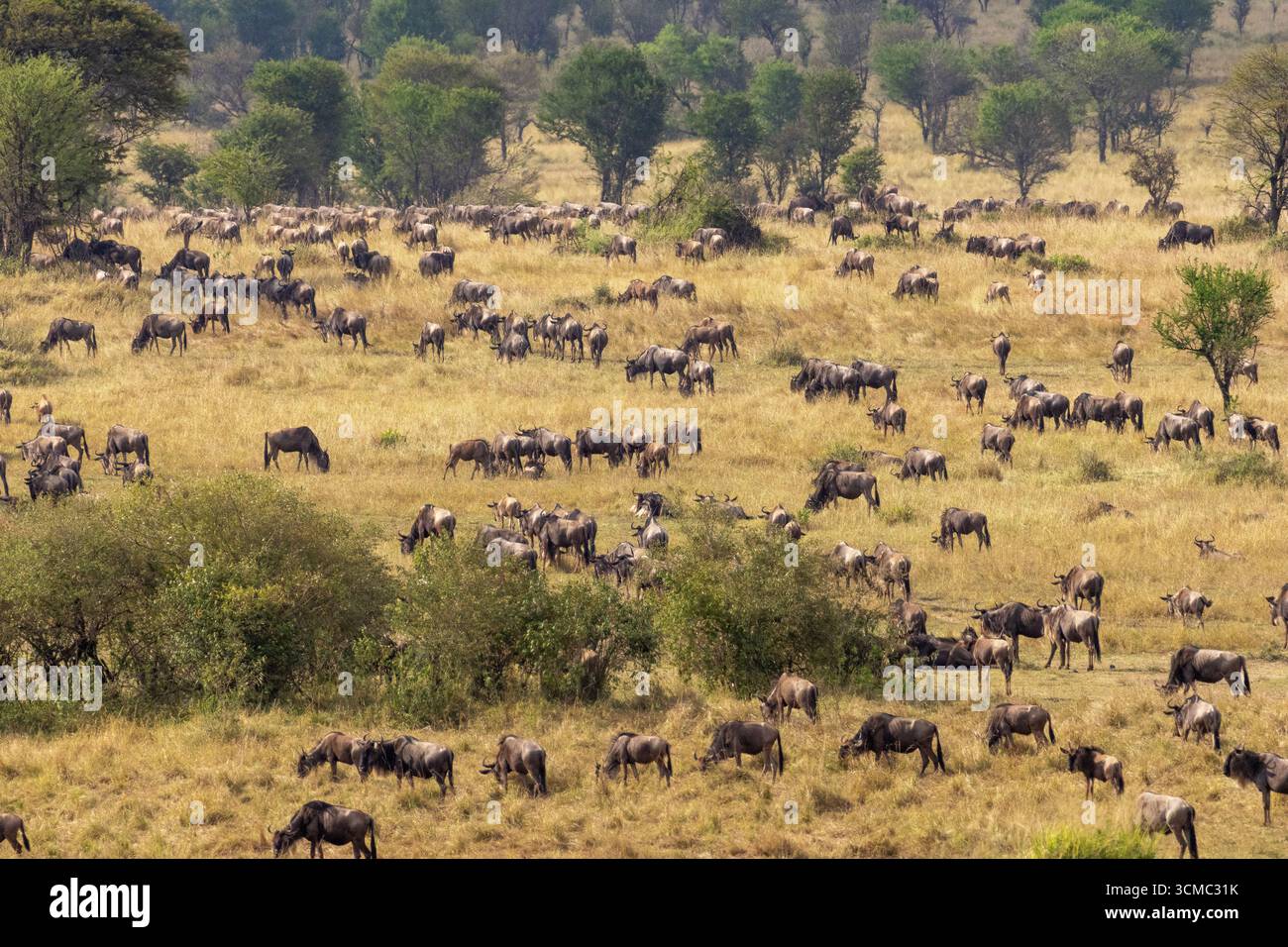 Massive herd wildebeest grazing hi-res stock photography and images - Alamy