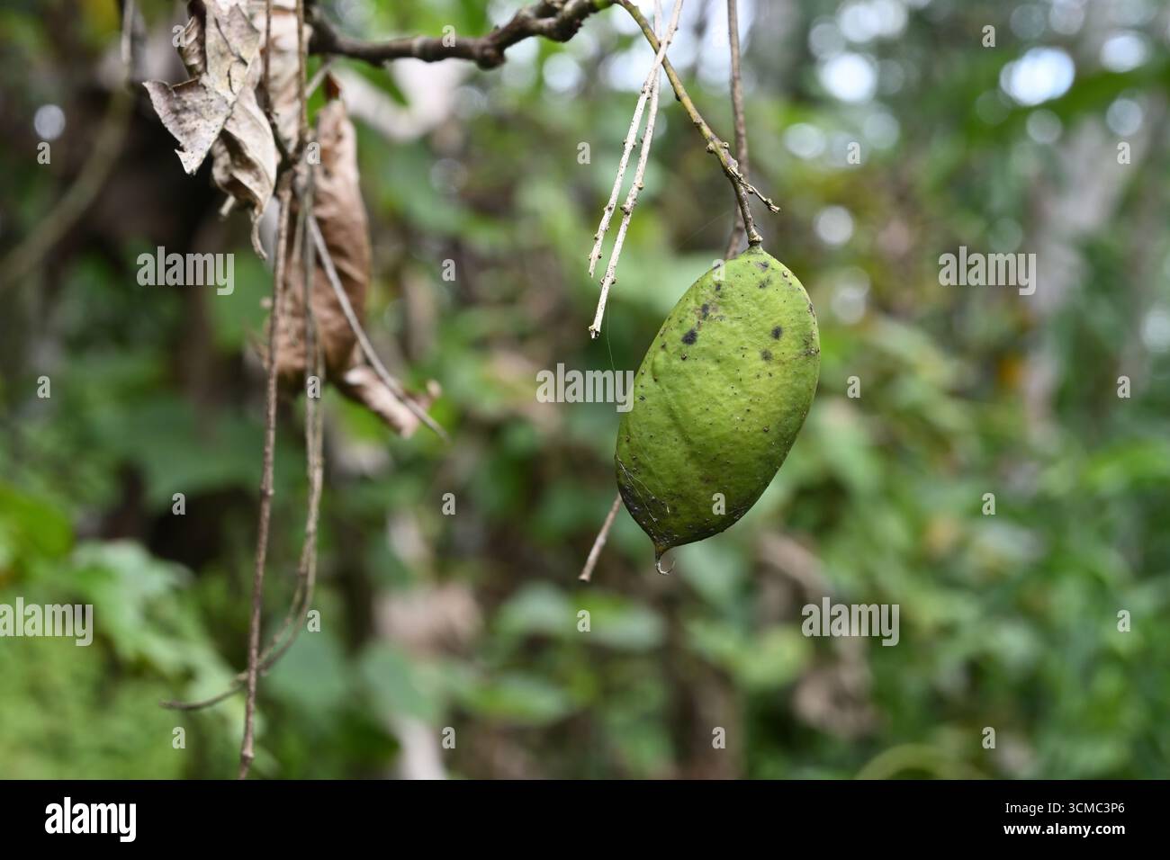 View of a mature seed (fruit) of an Indian beech tree (Pongamia pinnata ...