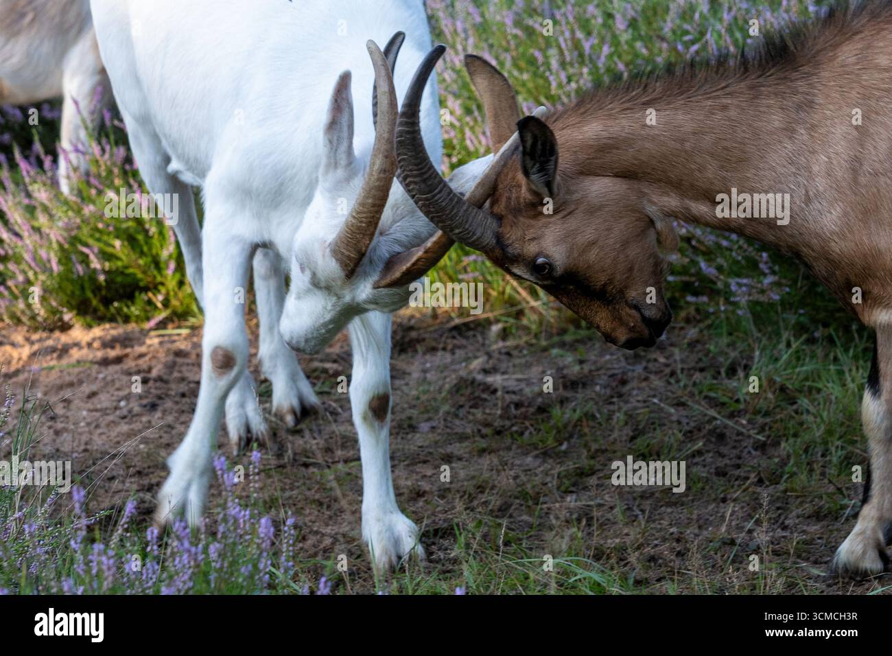 Butting heads hi-res stock photography and images - Alamy