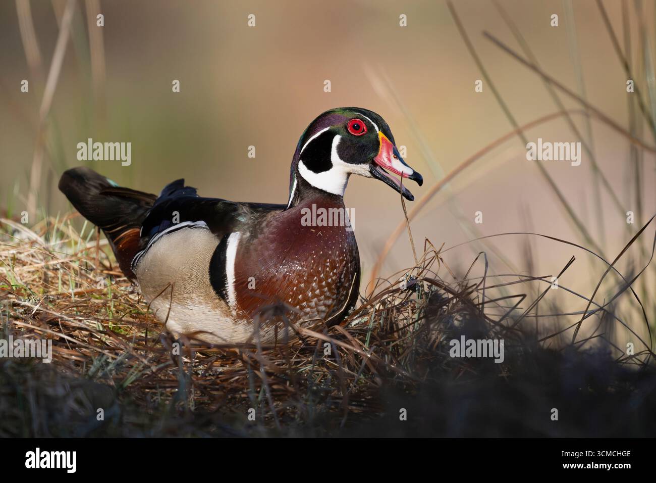Wood Duck (Aix sponsa). Male in breeding plumage. Early spring in ...