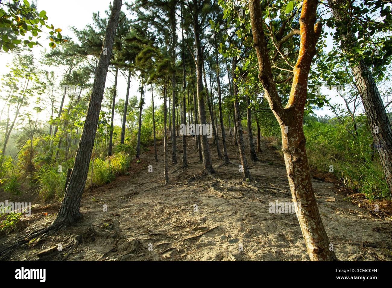 Breezy hill trail to the flag Stock Photo - Alamy